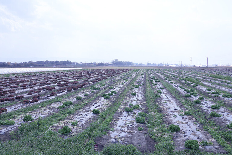 ㈱RUSH FARM視察 – 小郡市観光協会